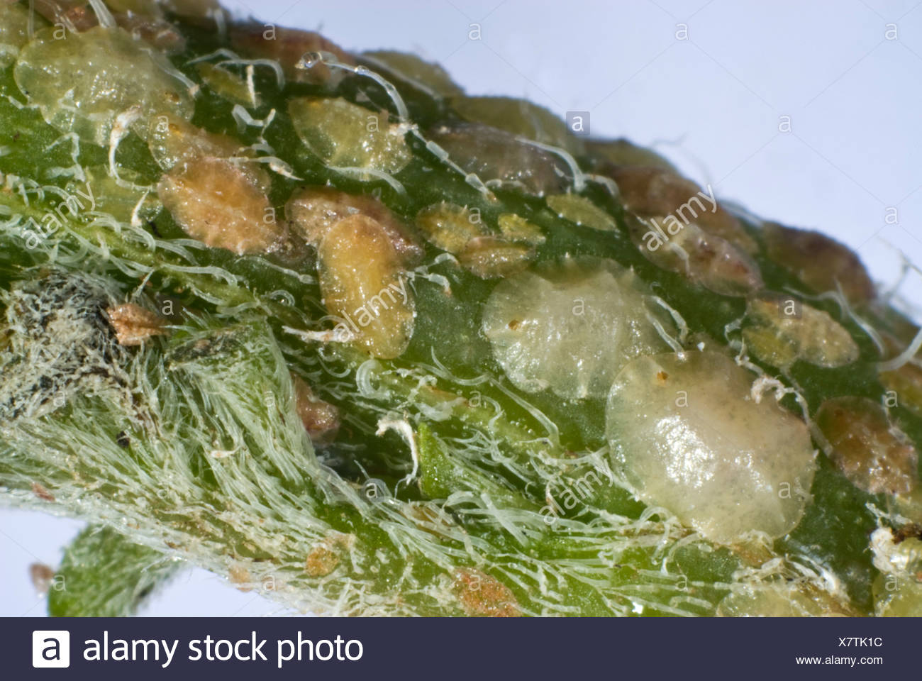 Coffeae High Resolution Stock Photography and Images - Alamy