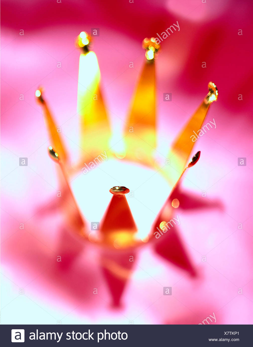 Gold Gilded Crown High Resolution Stock Photography and Images - Alamy