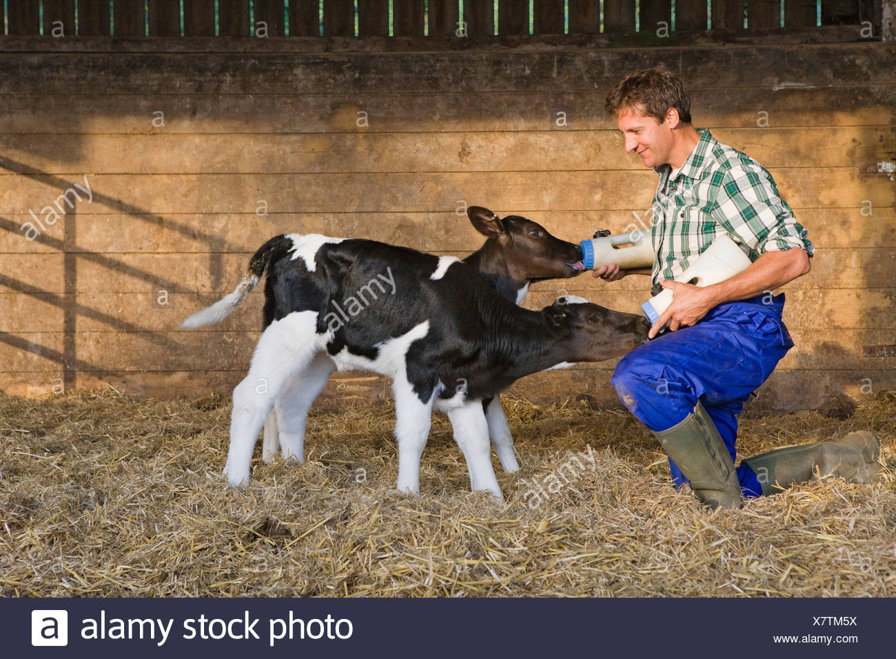 Calf Rearing Stock Photos & Calf Rearing Stock Images - Alamy