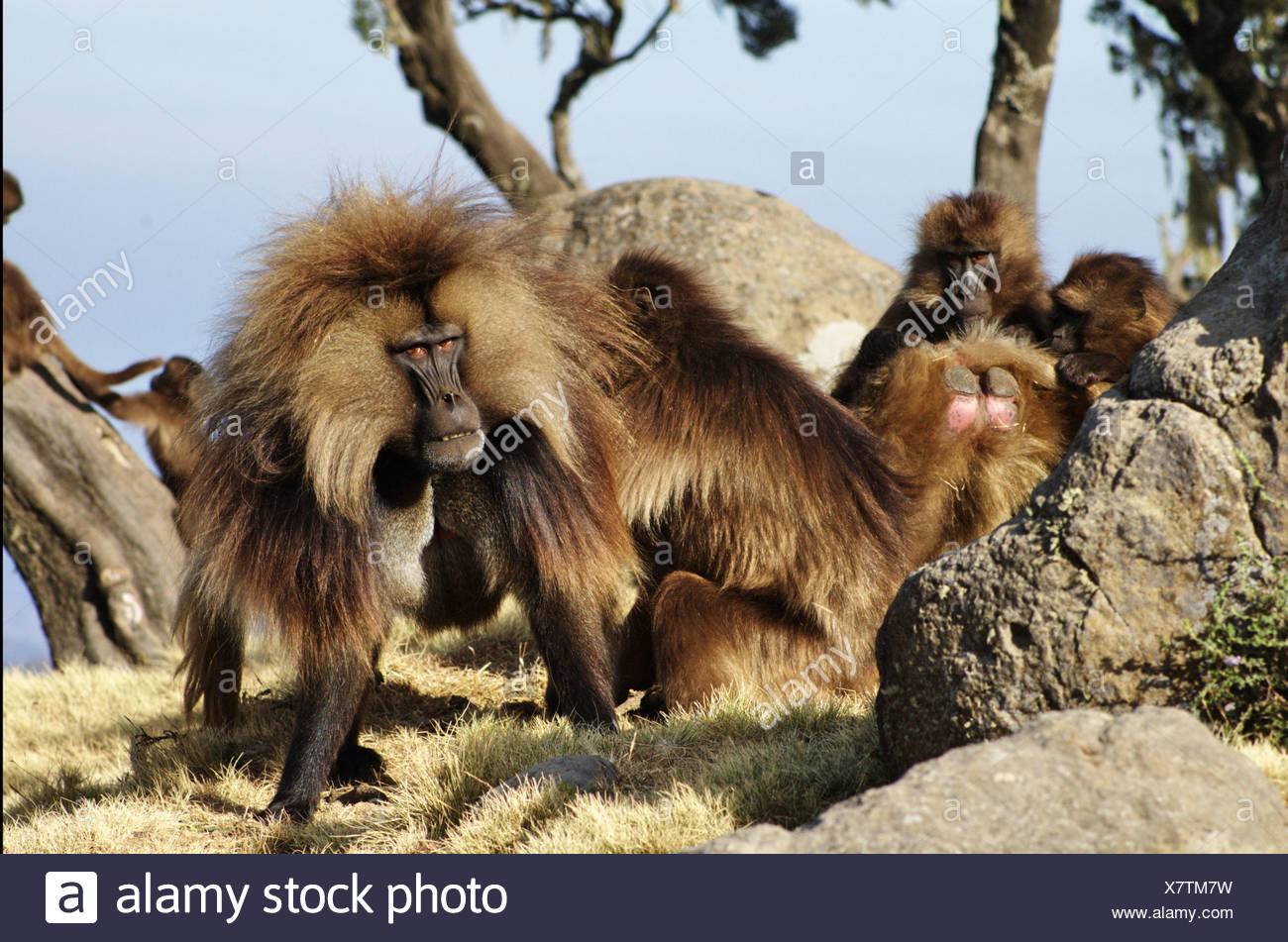 Male Gelada High Resolution Stock Photography and Images - Alamy