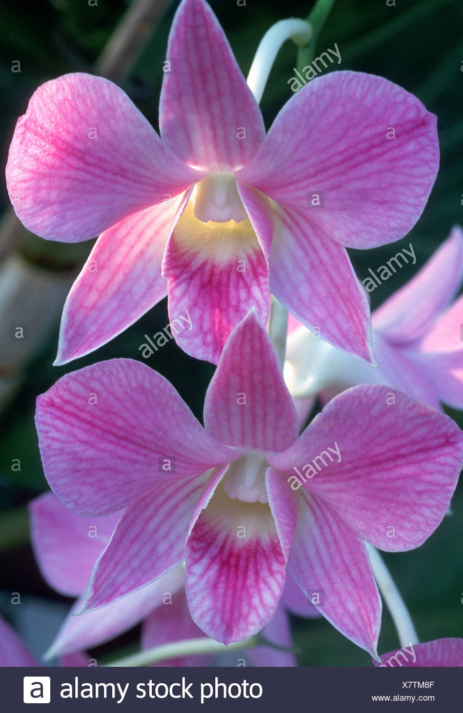 Dendrobium Hybride High Resolution Stock Photography and Images - Alamy