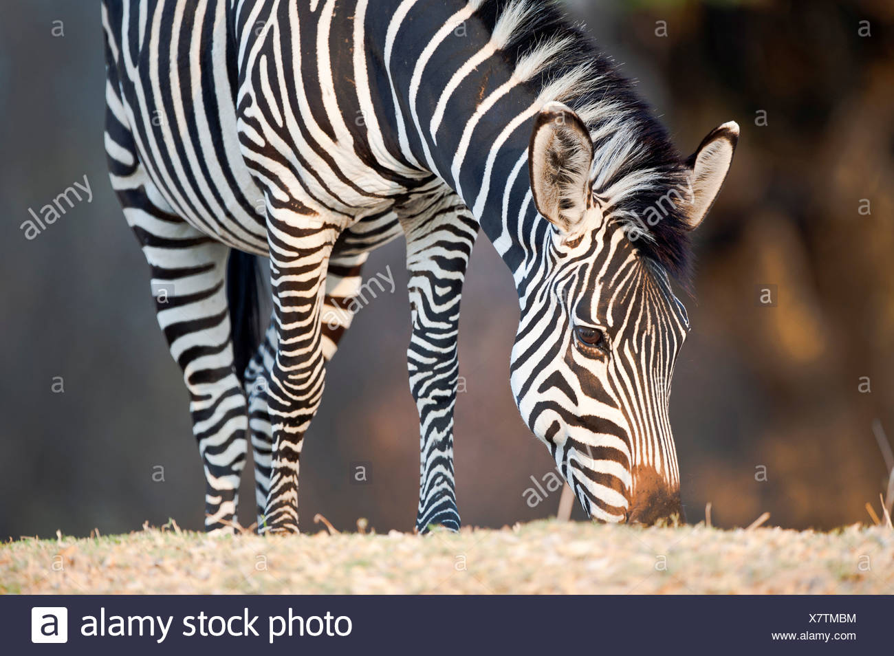 Crawshays Zebra Equus Quagga Crawshayi High Resolution Stock Photography and Images - Alamy