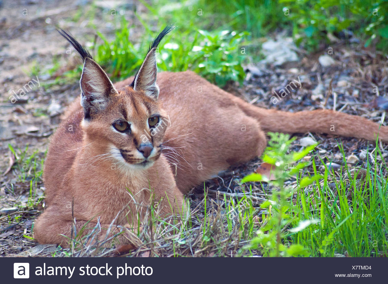 Animal Limpopo High Resolution Stock Photography and Images - Alamy