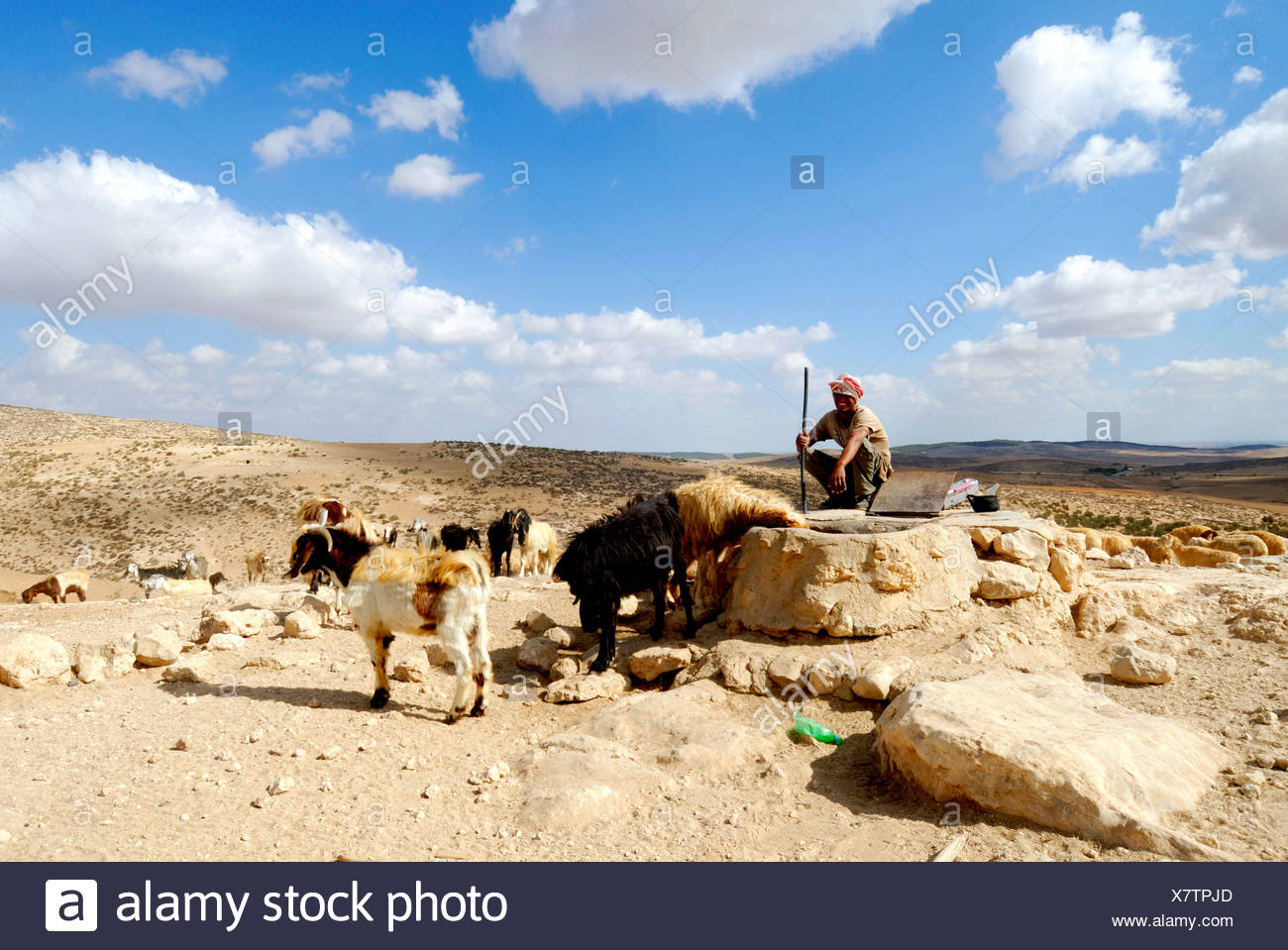 Sheep Watering Stock Photos & Sheep Watering Stock Images - Alamy