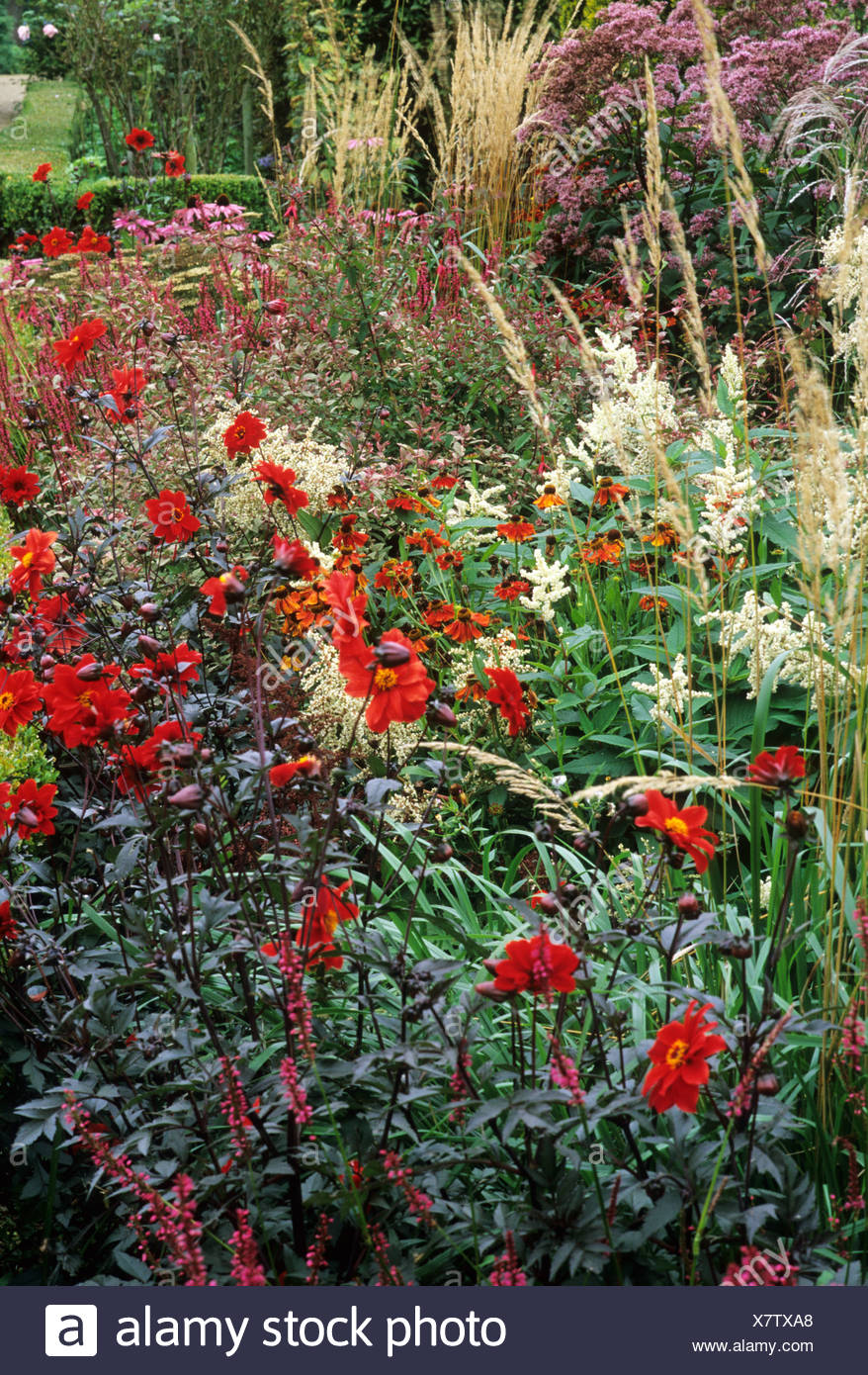 Dahlias In Garden Border With Grasses High Resolution Stock Photography ...