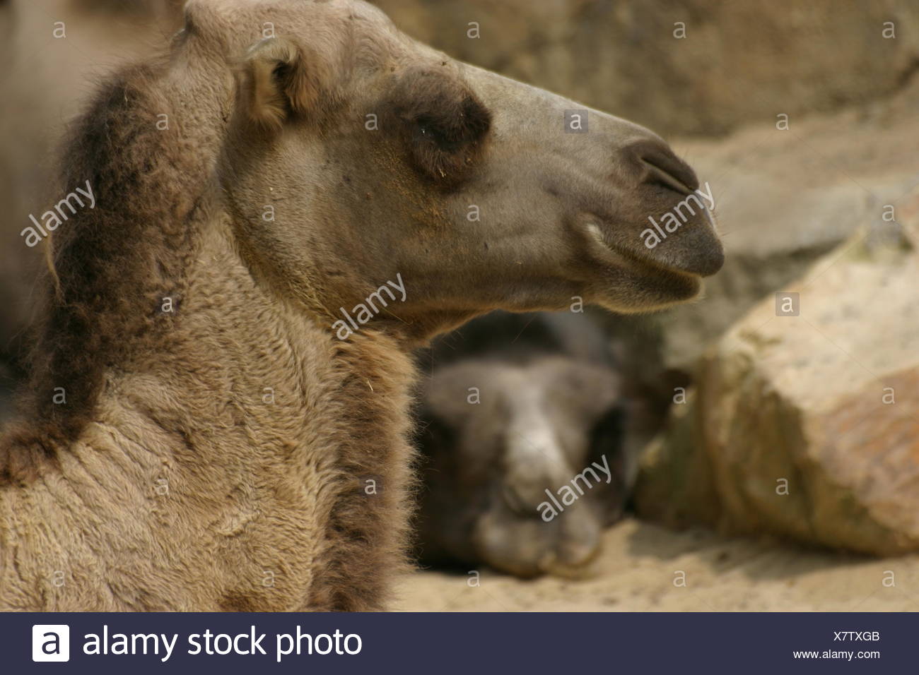 Animal Beast Of Burden High Resolution Stock Photography and Images - Alamy