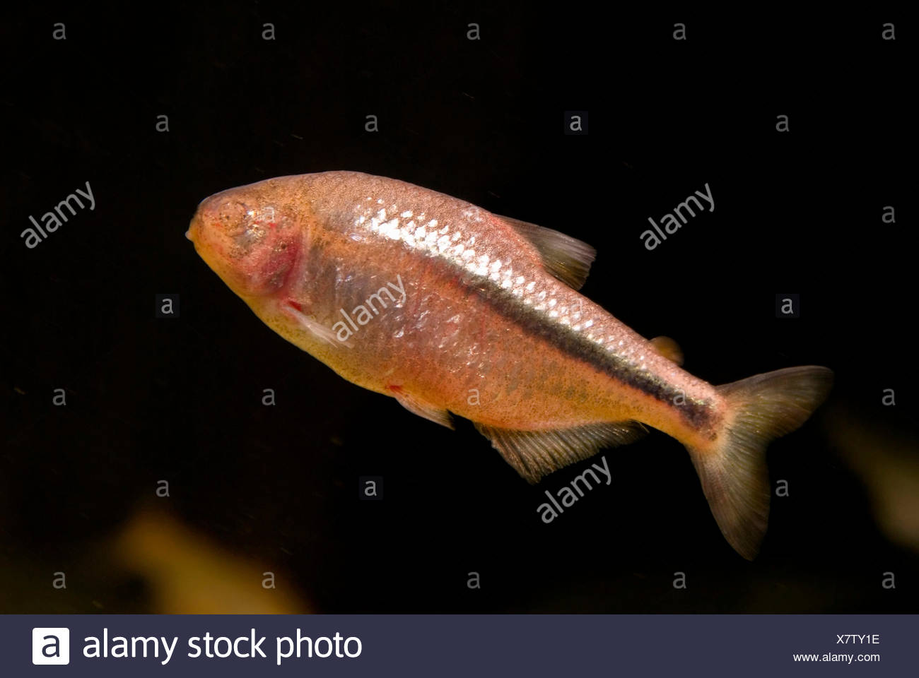 Blind Fish High Resolution Stock Photography and Images - Alamy