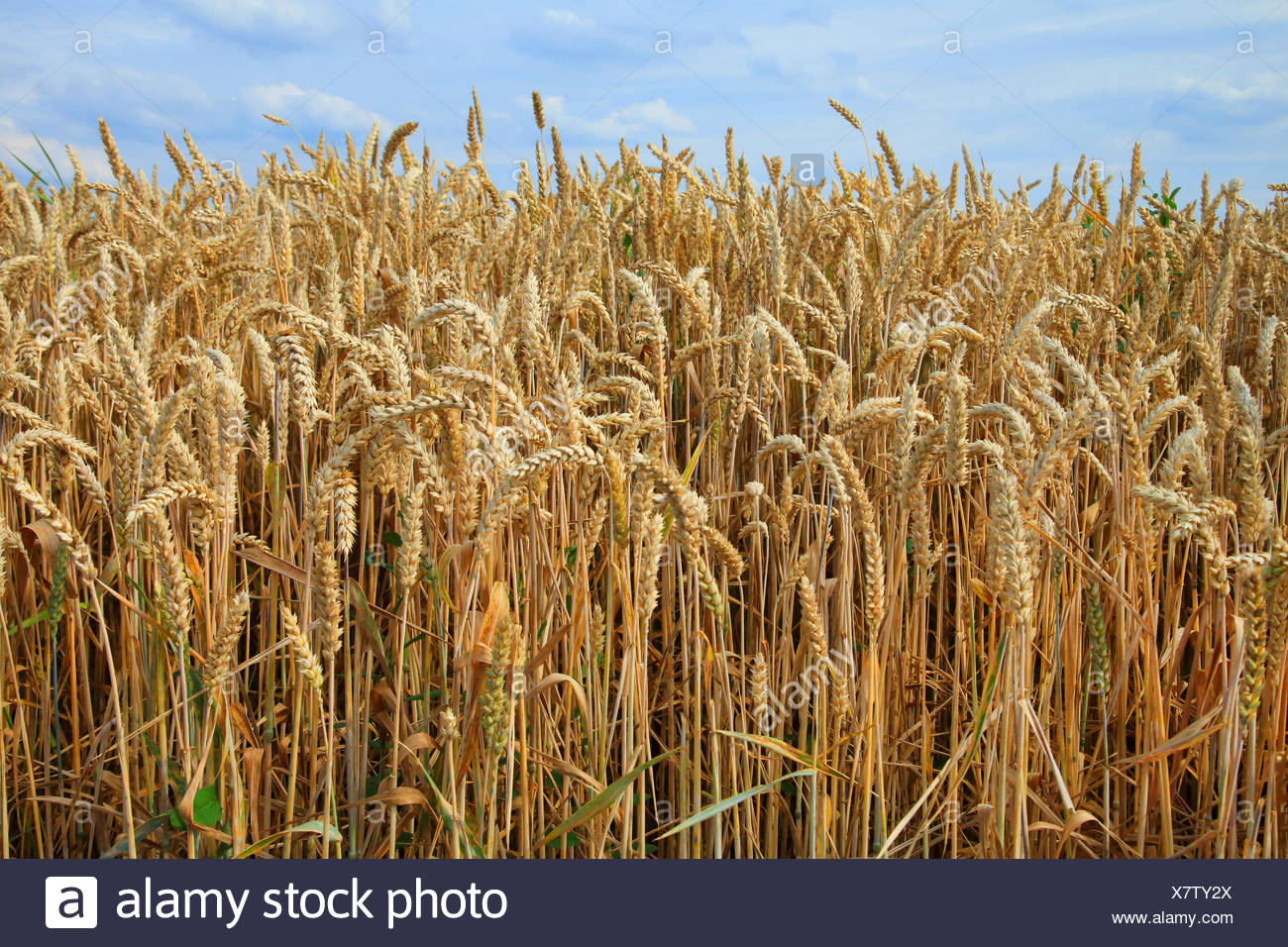Weizenacker Stock Photos & Weizenacker Stock Images - Alamy