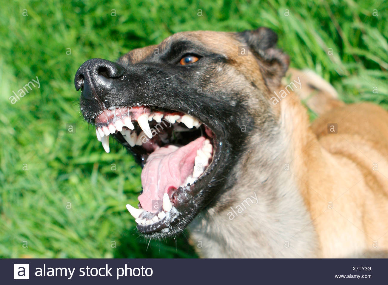 Mali Dog High Resolution Stock Photography and Images - Alamy