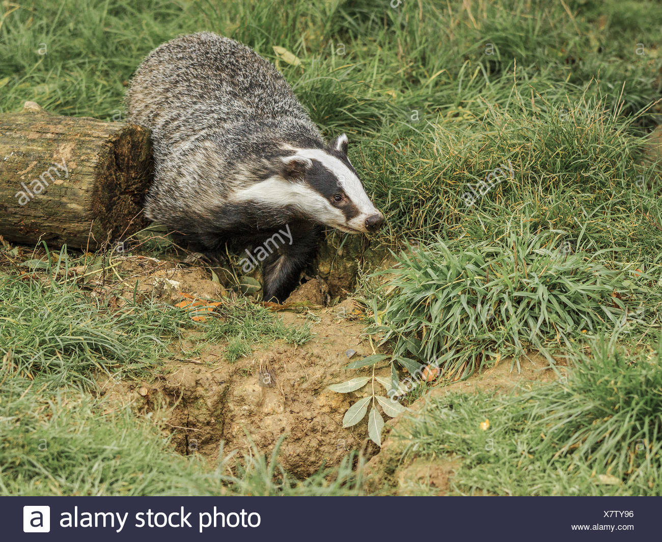 Badger Digging Stock Photos & Badger Digging Stock Images - Alamy