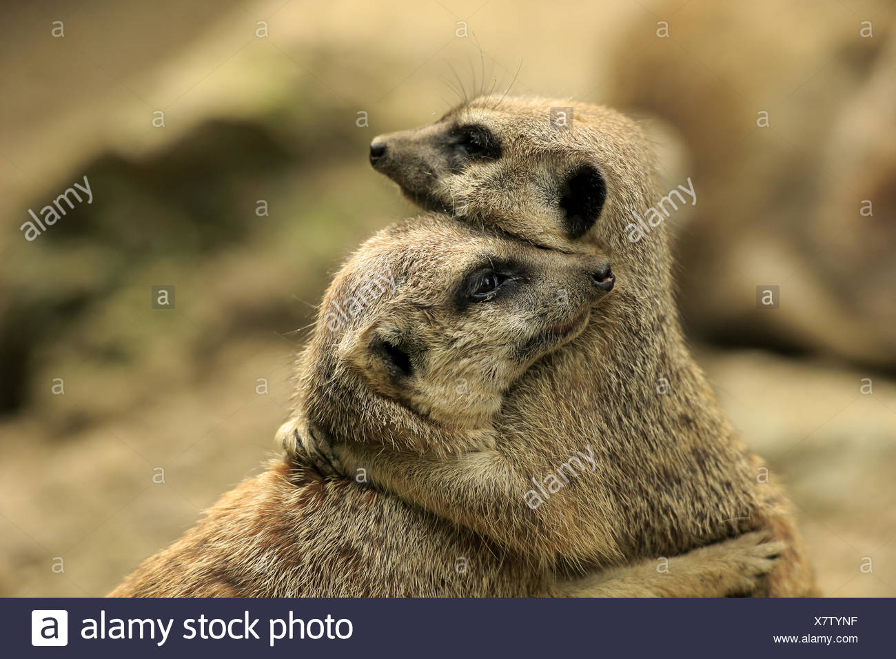 Meerkats Cuddle High Resolution Stock Photography and Images - Alamy