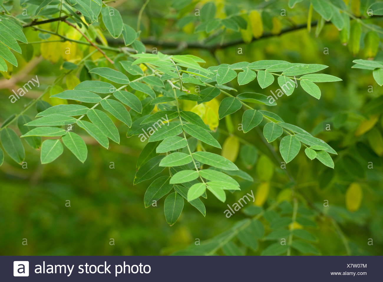 Chinese Scholar Tree High Resolution Stock Photography and Images - Alamy