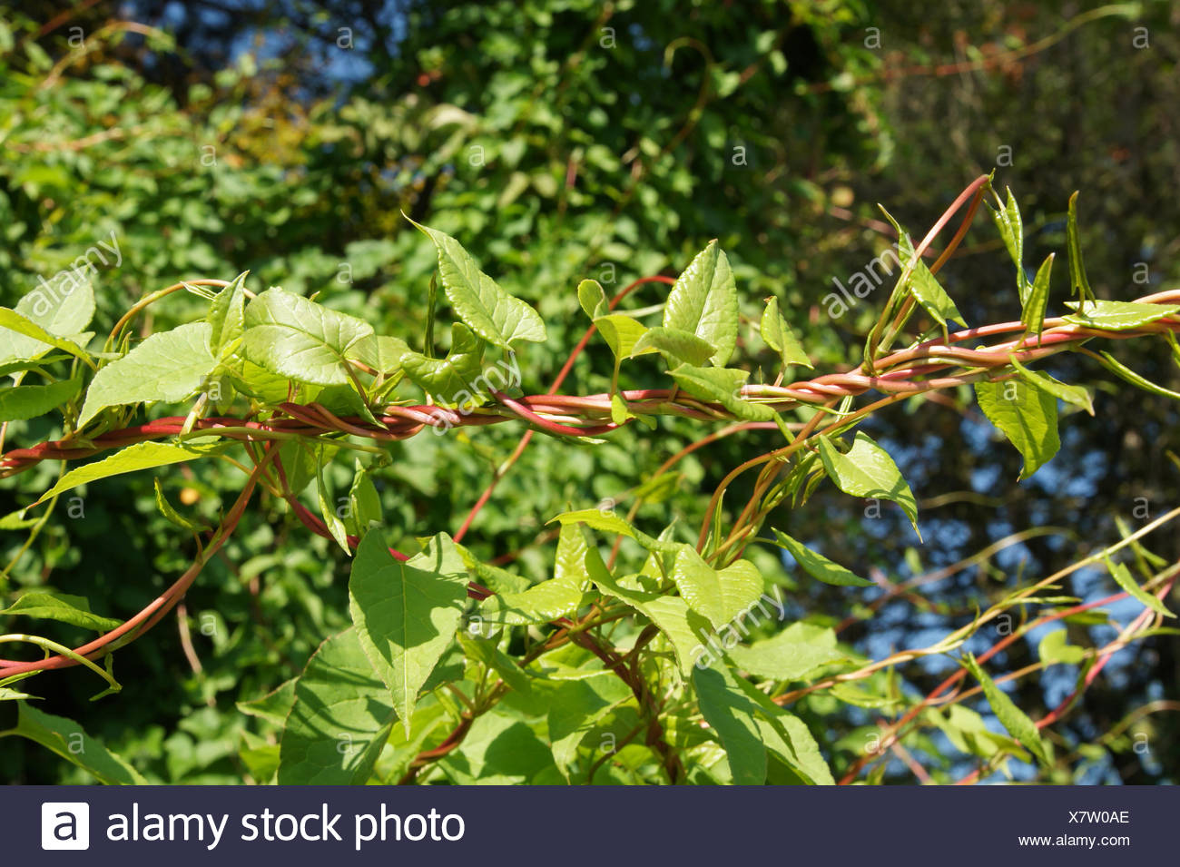Russian Vine High Resolution Stock Photography and Images - Alamy
