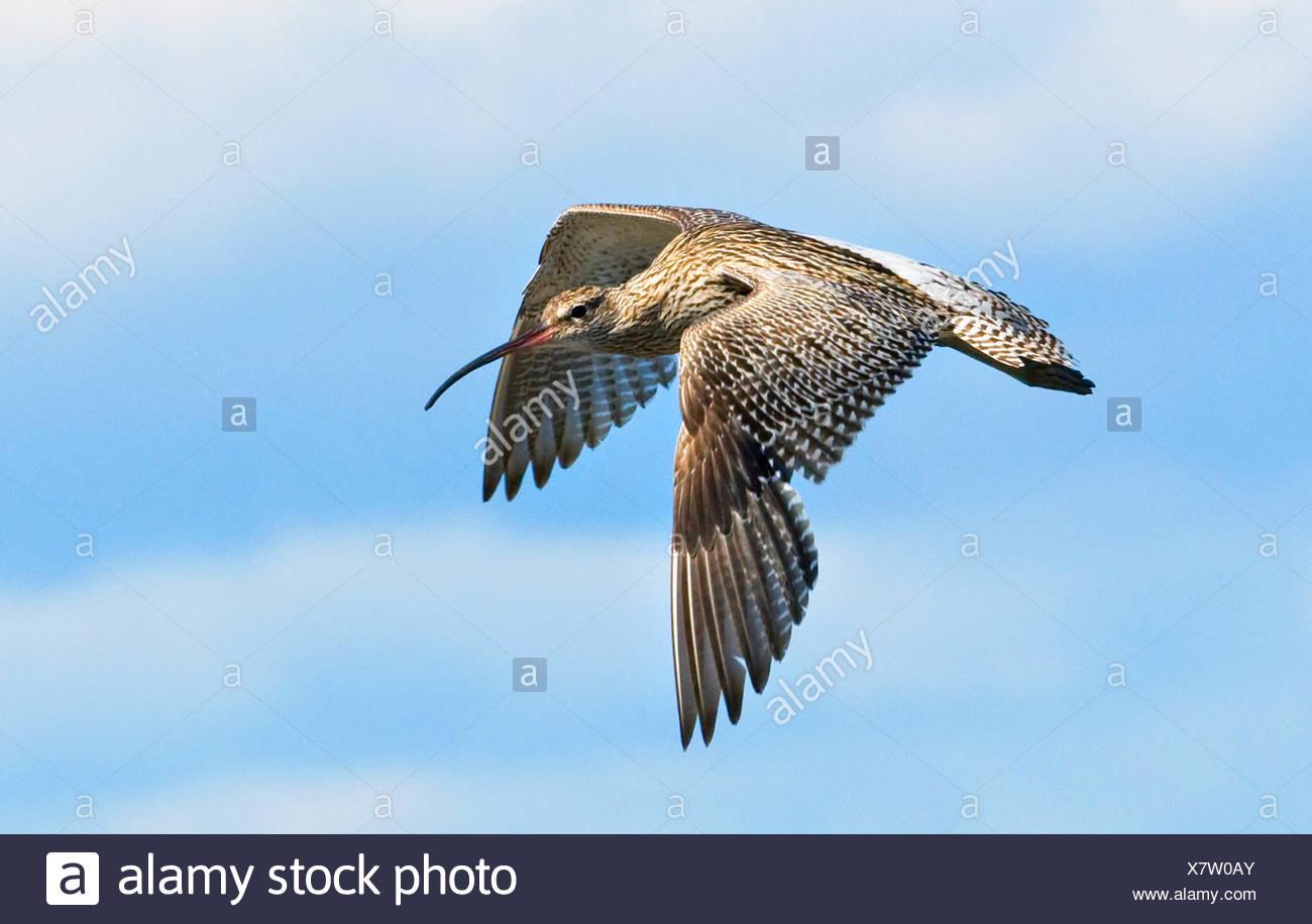 Mull Birds High Resolution Stock Photography and Images - Alamy