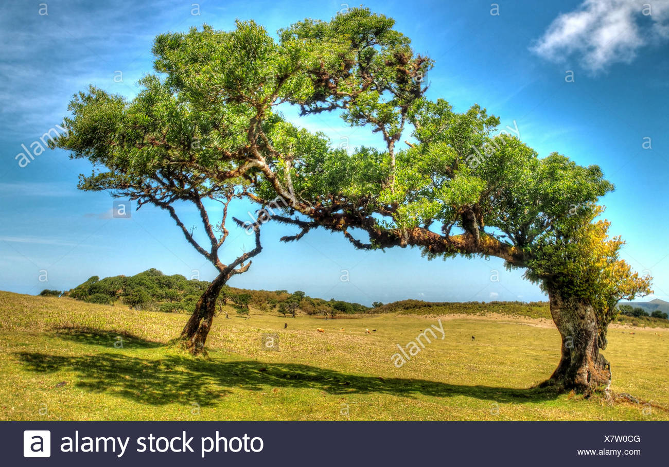 Madeira Trees Stock Photos & Madeira Trees Stock Images - Alamy
