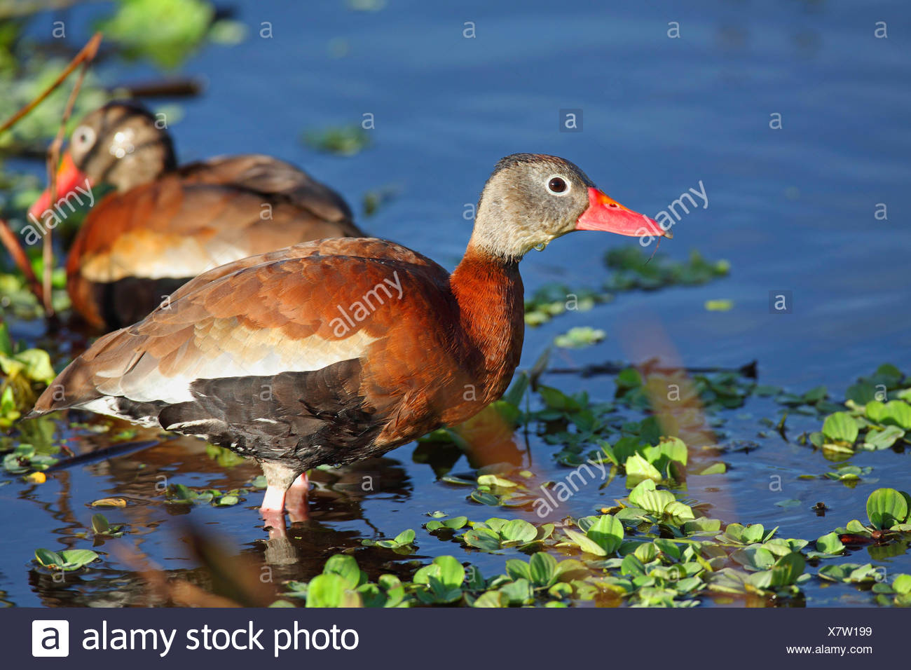 Red Billed Whistling Ducks High Resolution Stock Photography and Images ...