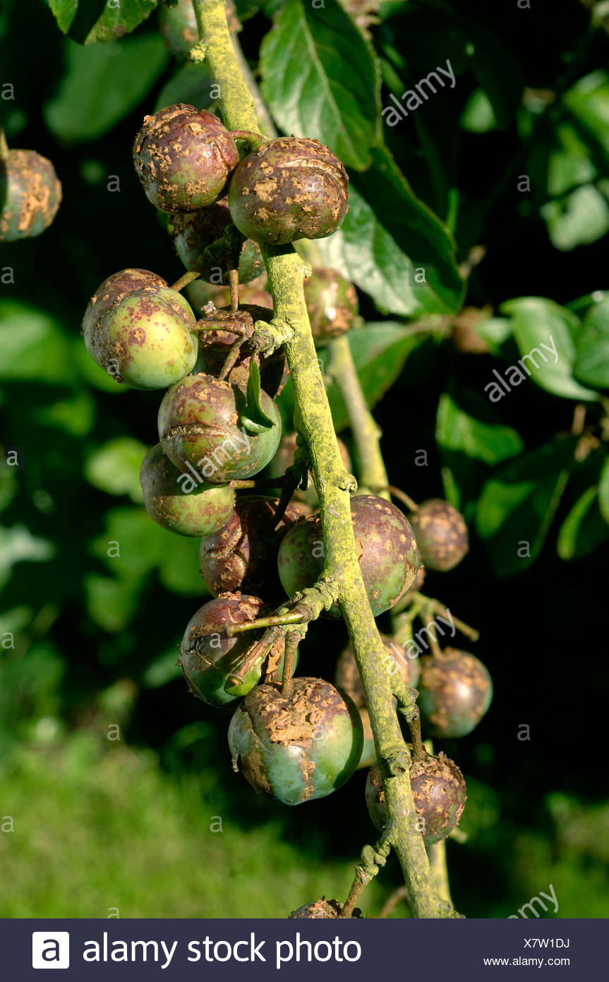 Infected Plum Tree High Resolution Stock Photography and Images - Alamy