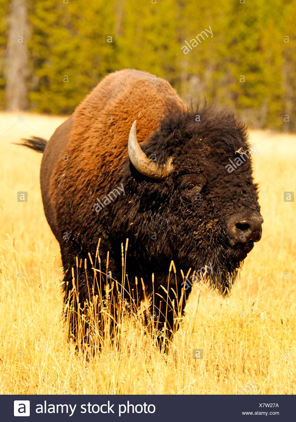 American Bison Bison Bison High Resolution Stock Photography and Images ...