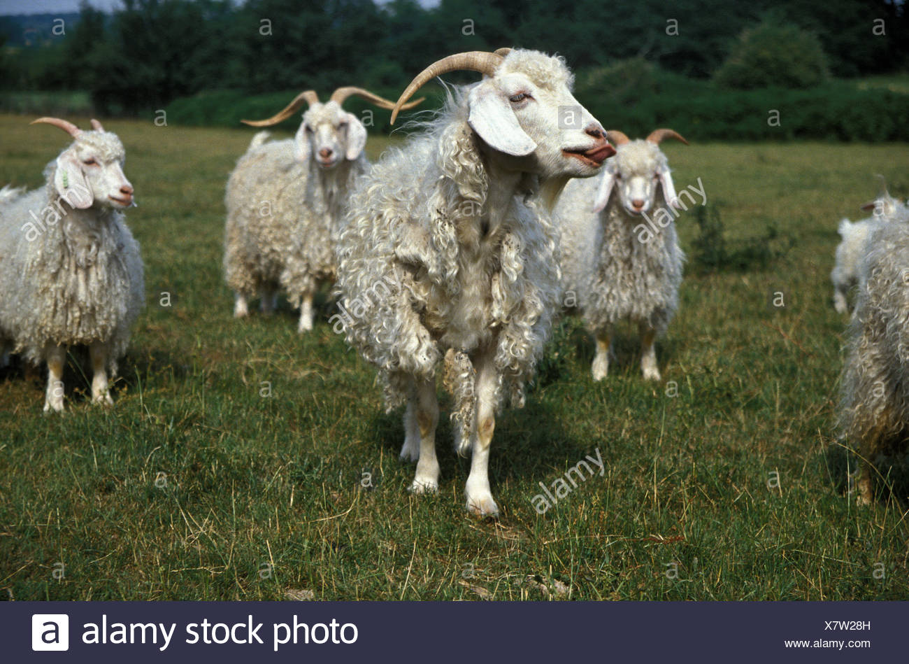 Female Animals Producing High Resolution Stock Photography and Images ...