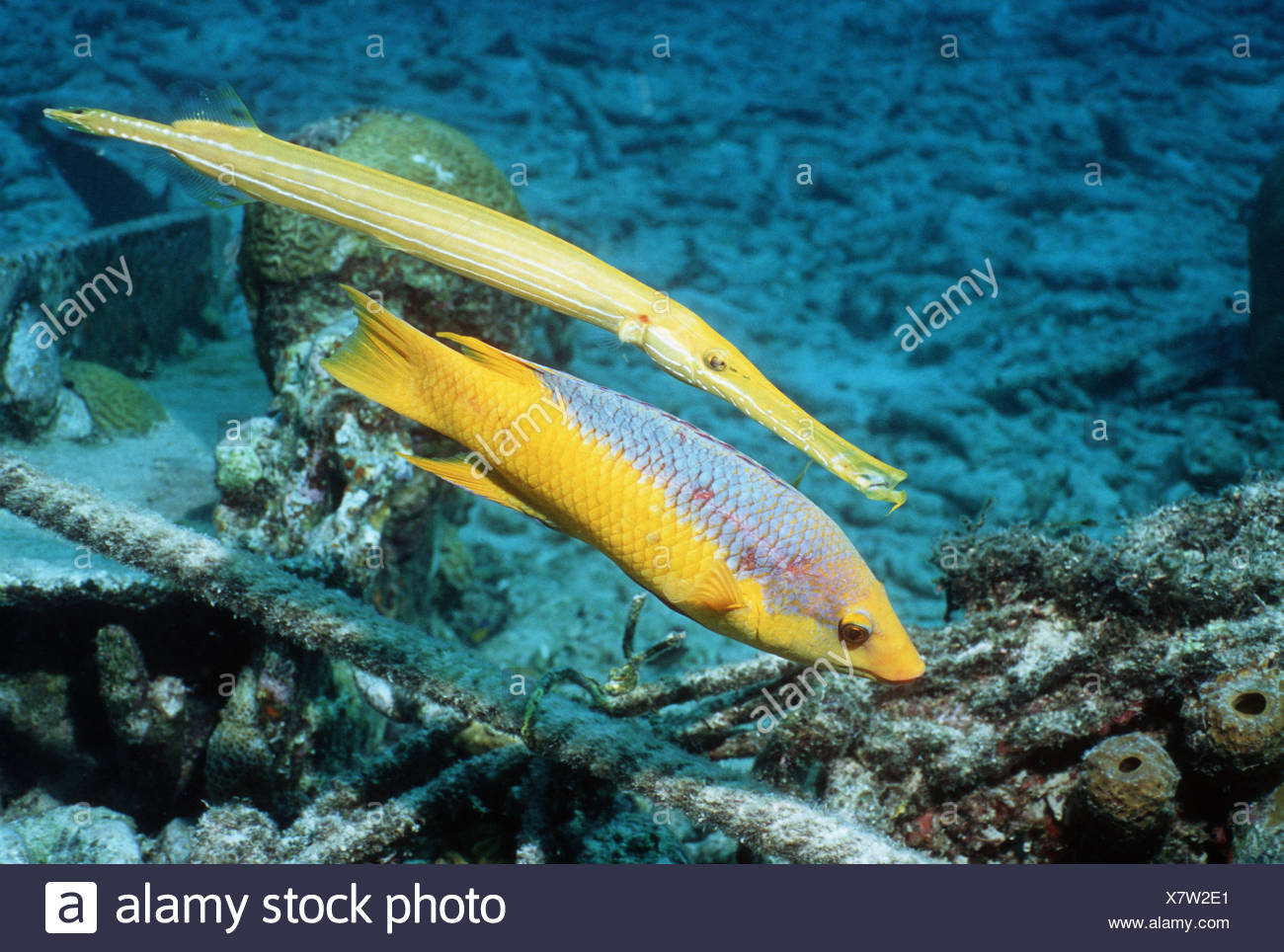 Spanish Hogfish High Resolution Stock Photography and Images - Alamy