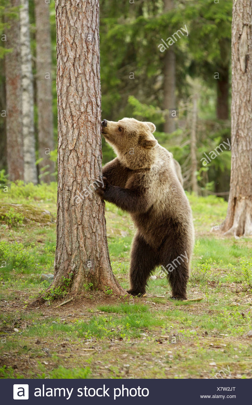 Taiga Finland Forest High Resolution Stock Photography and Images - Alamy