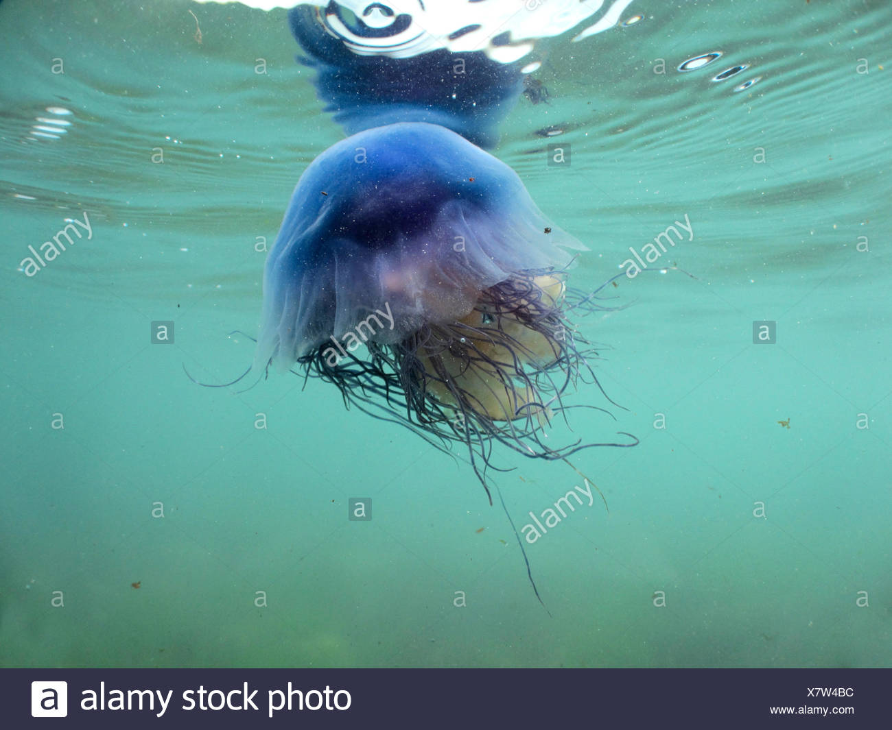 Cyanea Lamarckii High Resolution Stock Photography and Images - Alamy