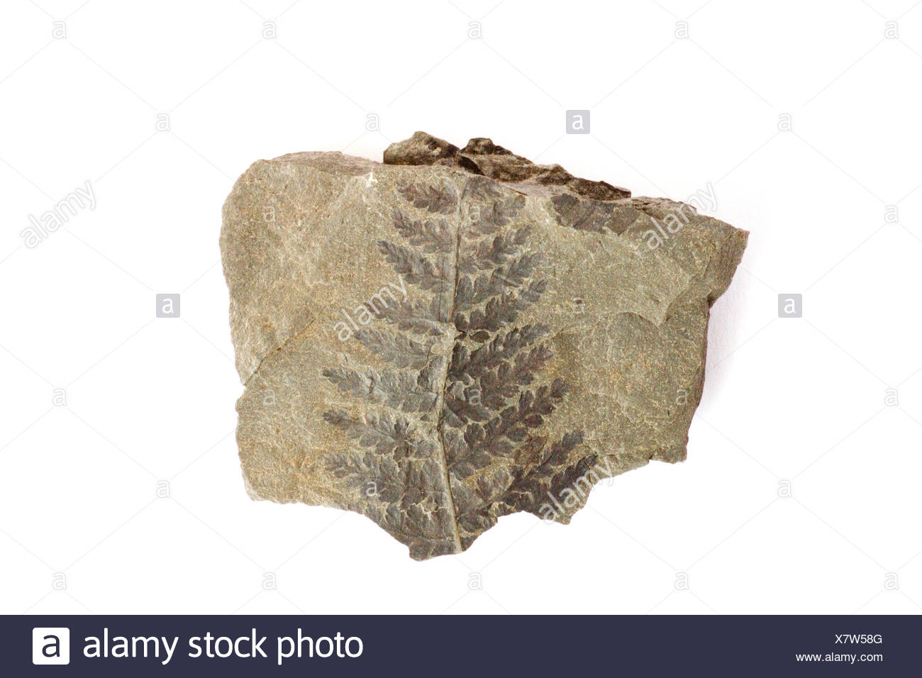 Fossil Tree Fern High Resolution Stock Photography and Images - Alamy
