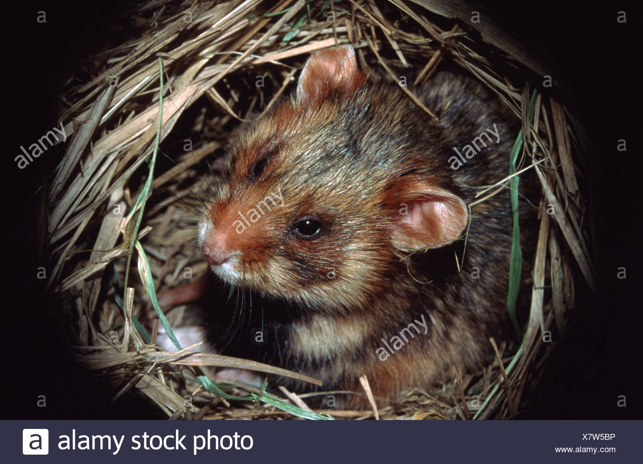 Hamster In Nest High Resolution Stock Photography and Images - Alamy