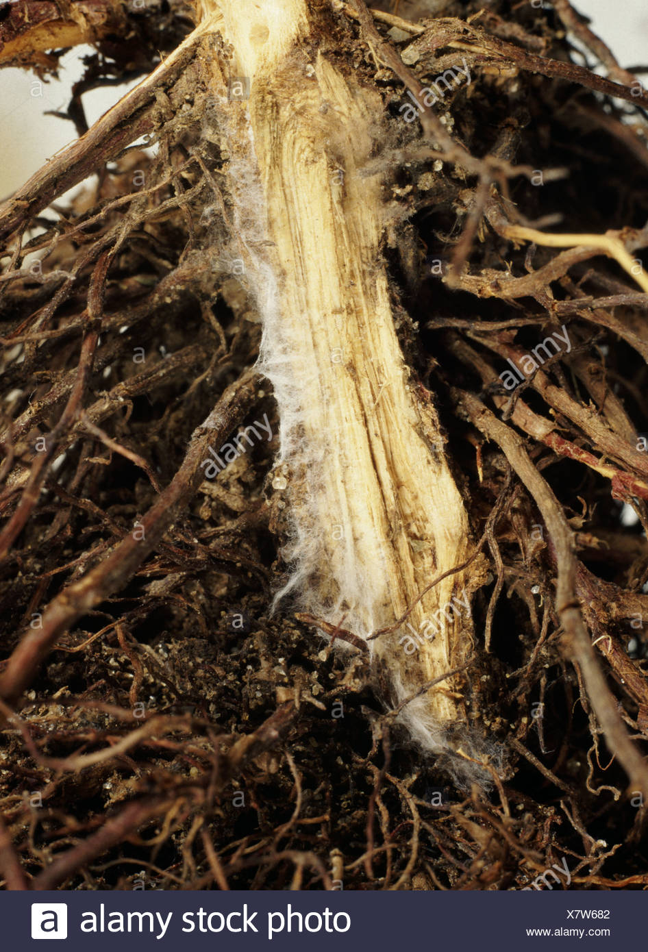 Phytophthora Root Rot High Resolution Stock Photography and Images - Alamy