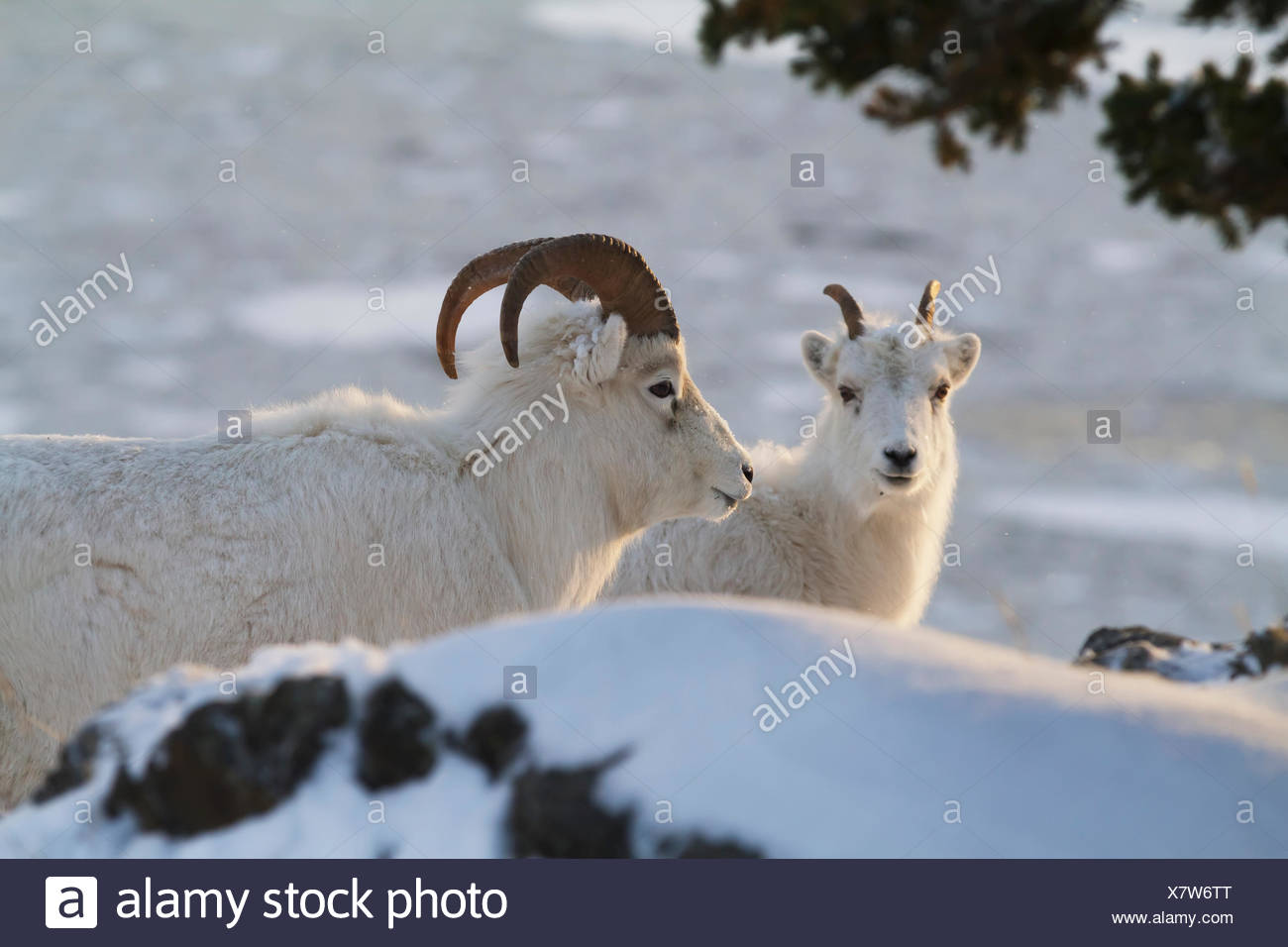 Turnagain Arm Alaska Dall Sheep High Resolution Stock Photography and ...