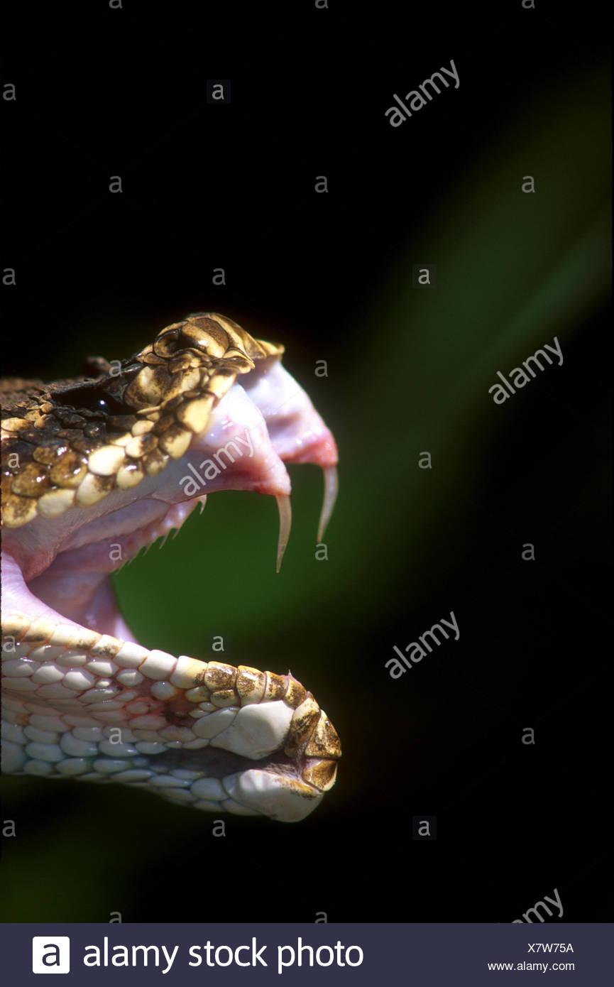 Rattlesnake Fangs Stock Photos & Rattlesnake Fangs Stock Images - Alamy