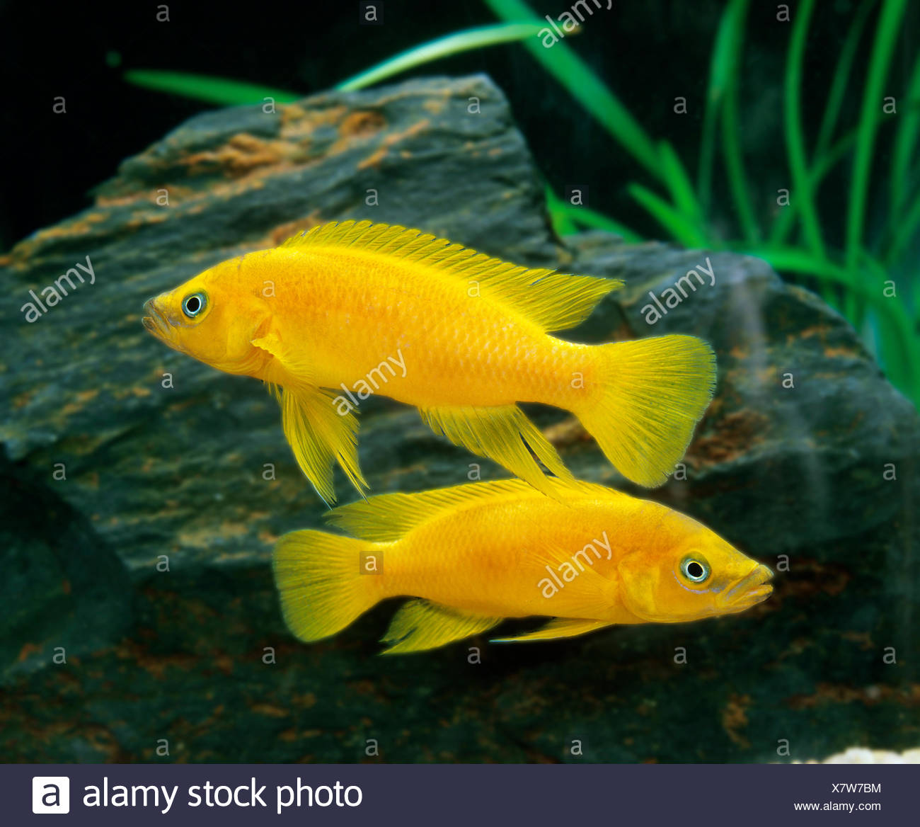Neolamprologus Leleupi High Resolution Stock Photography and Images - Alamy