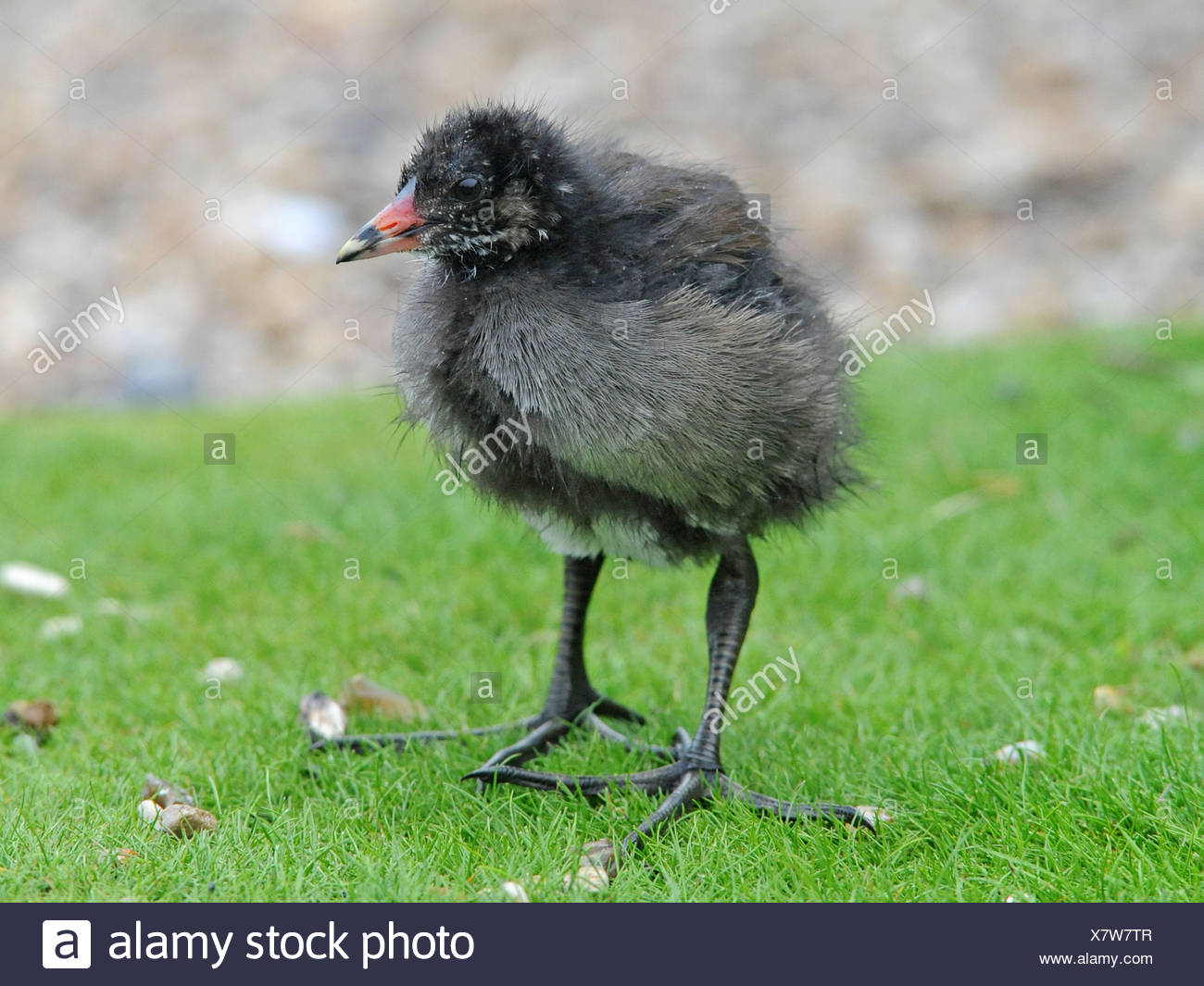 Young Moorhen High Resolution Stock Photography and Images - Alamy
