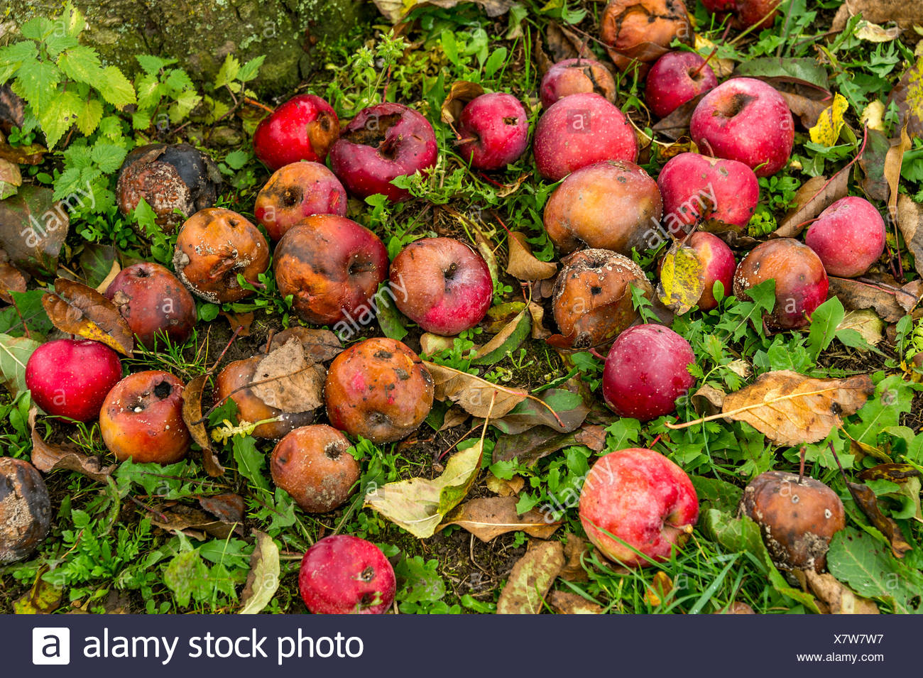 Rotten Red Apple High Resolution Stock Photography and Images - Alamy