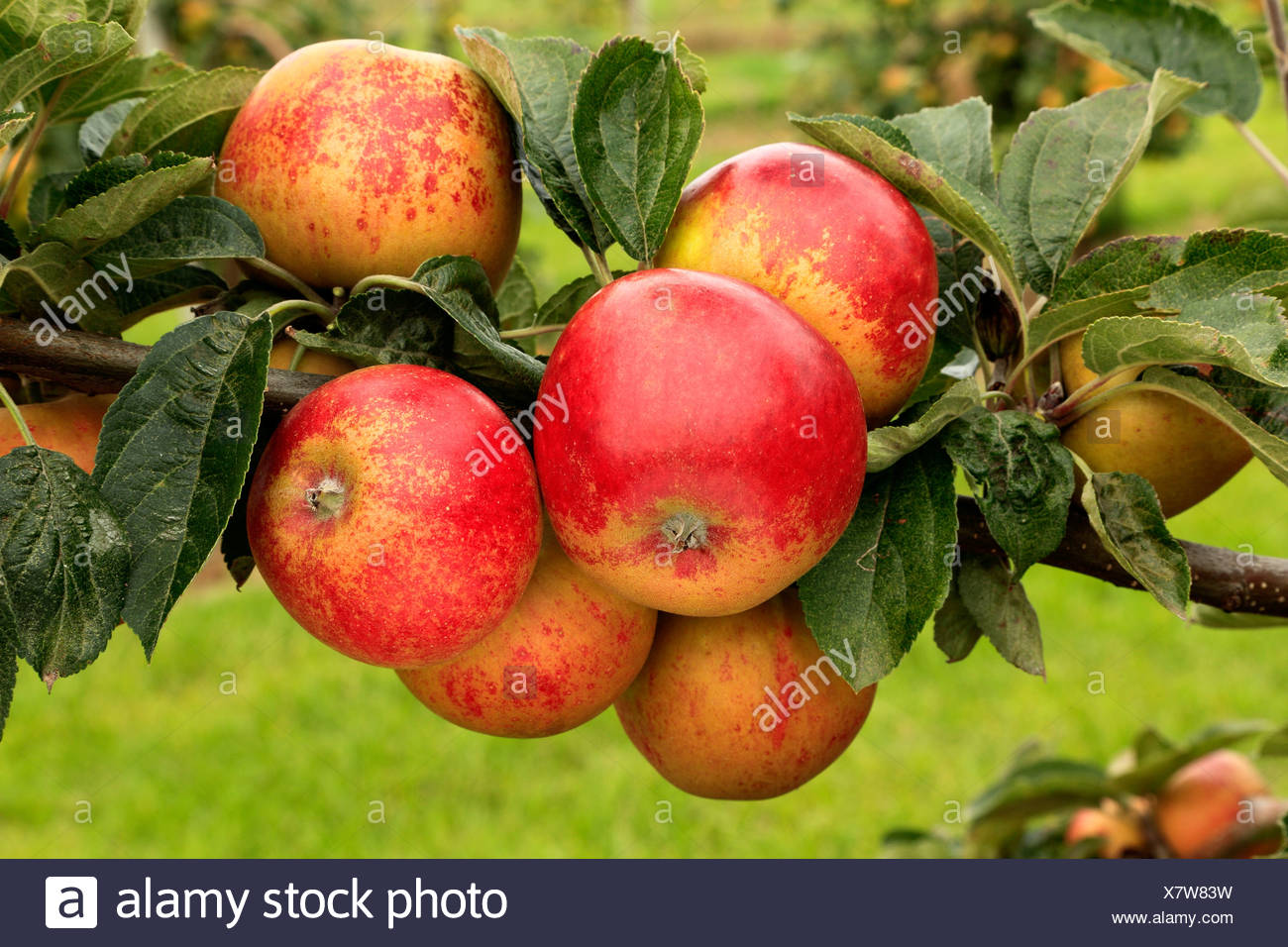 Russet Stock Photos & Russet Stock Images - Alamy