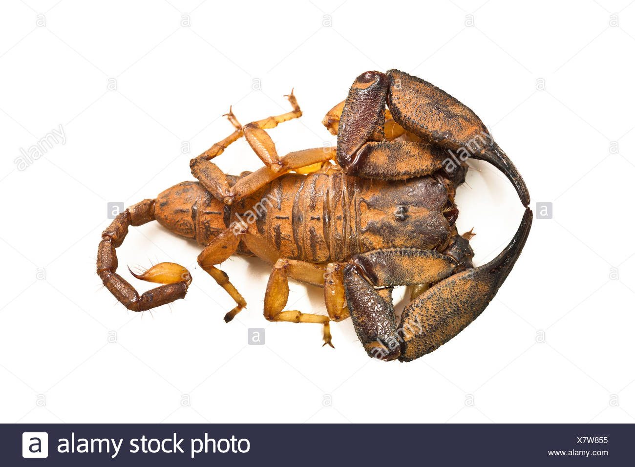 Australian Scorpion High Resolution Stock Photography and Images - Alamy