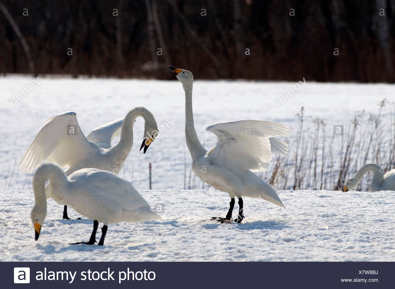 Singing Swans Stock Photos & Singing Swans Stock Images - Alamy