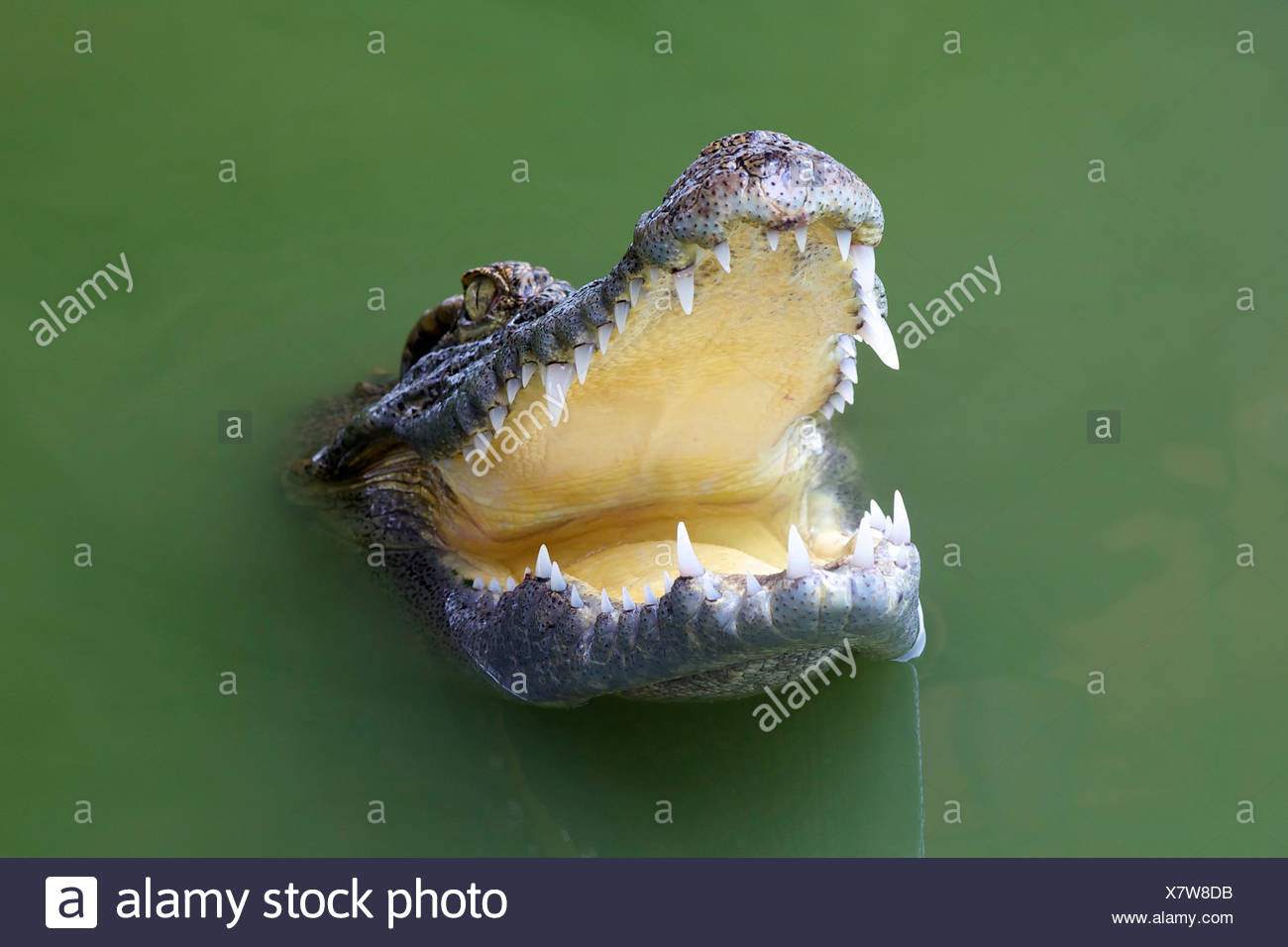 Crocodile Head Profile Closeup High Resolution Stock Photography and ...