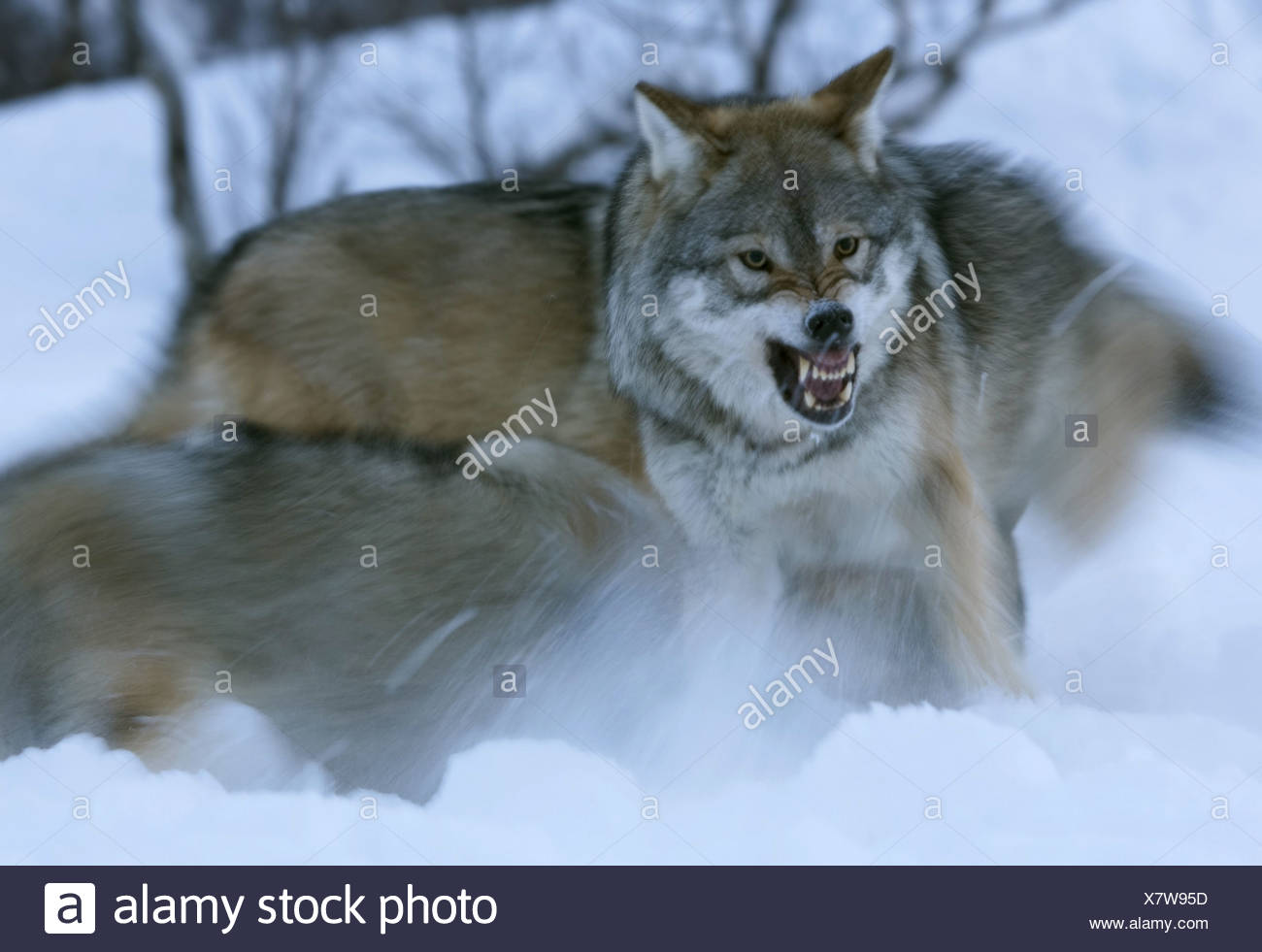 Angry Wolf Teeth High Resolution Stock Photography and Images - Alamy
