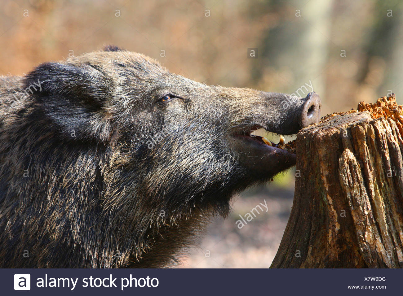 Wild Boars Teeth Stock Photos & Wild Boars Teeth Stock Images - Alamy