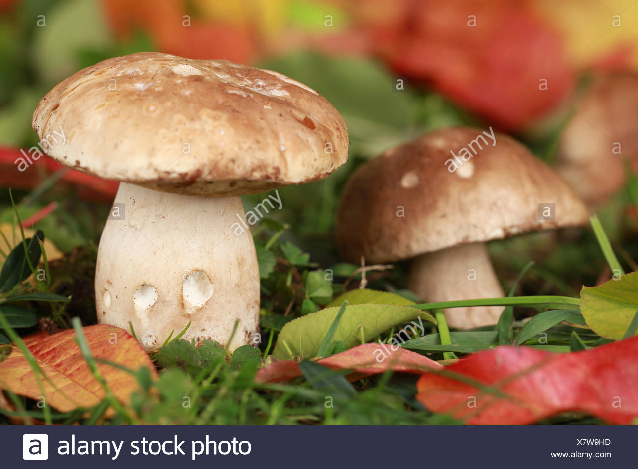 Steinpilze Stock Photos & Steinpilze Stock Images - Alamy