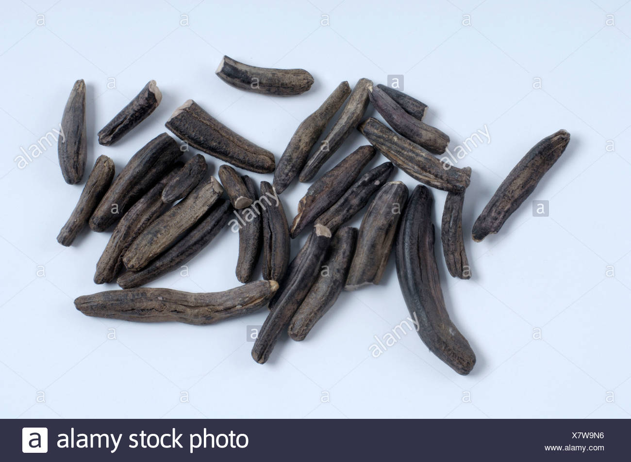 Ergot High Resolution Stock Photography and Images - Alamy