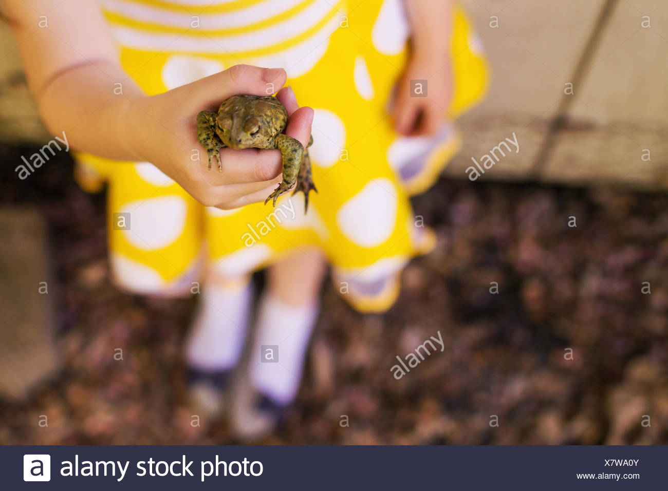 Person Holding A Frog High Resolution Stock Photography and Images - Alamy