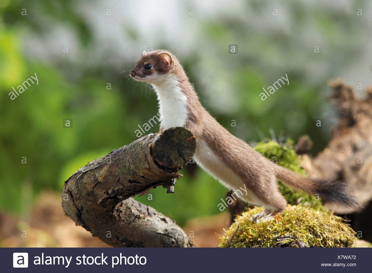 Ermine Stock Photos & Ermine Stock Images - Alamy