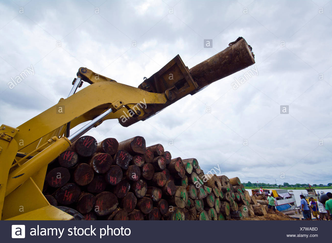 Amazon Rainforest Deforestation Logs High Resolution Stock Photography ...