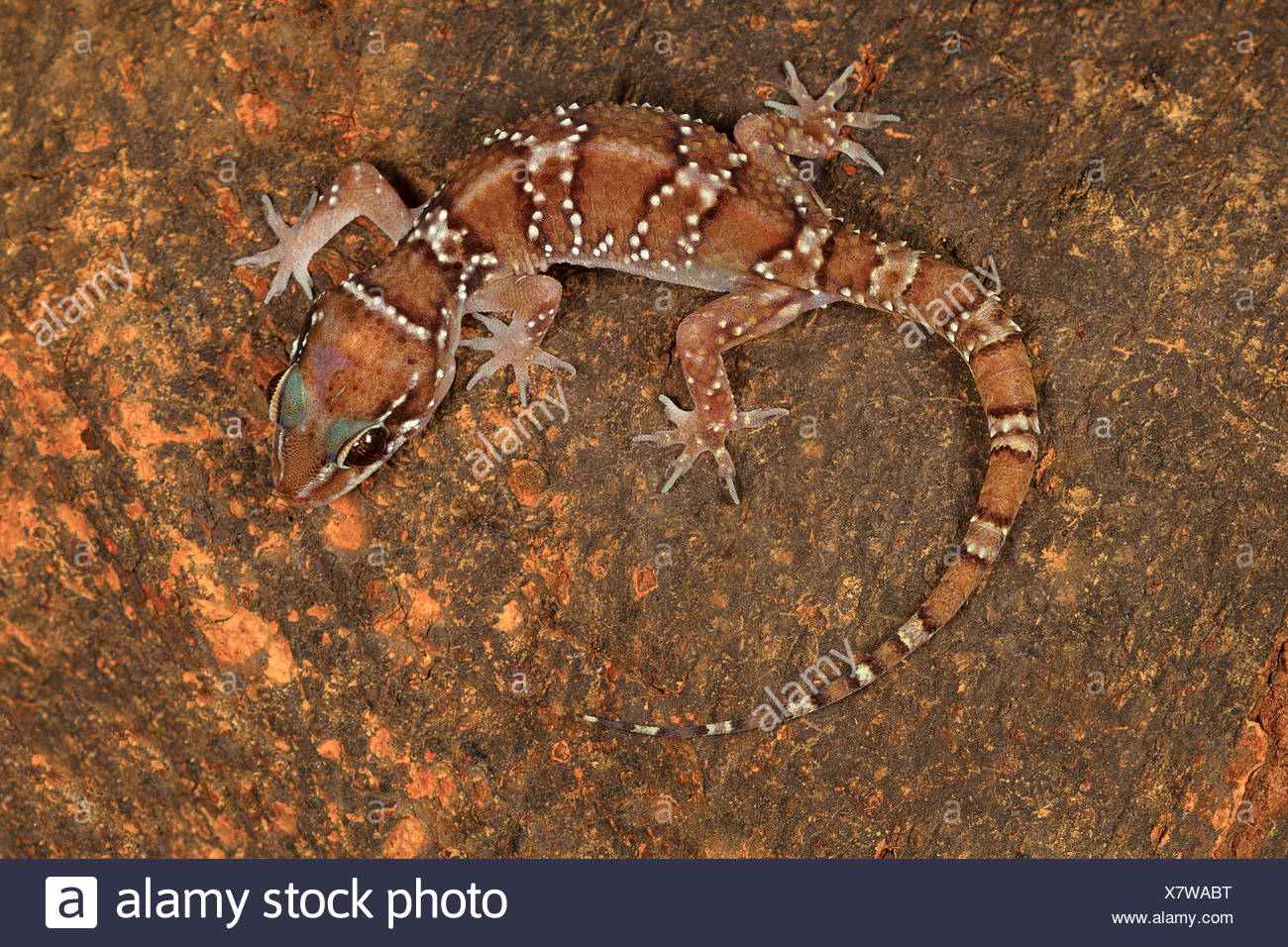 Pakistan National Animal High Resolution Stock Photography and Images ...