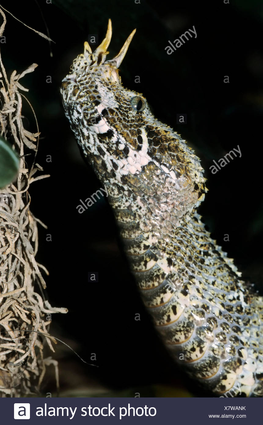 Rhinoceros Viper (bitis Nasicornis) High Resolution Stock Photography ...