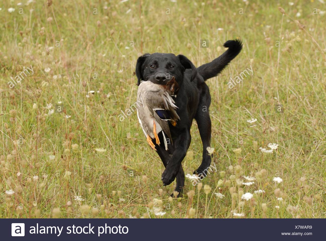 Labrador Retriever With Duck High Resolution Stock Photography and ...