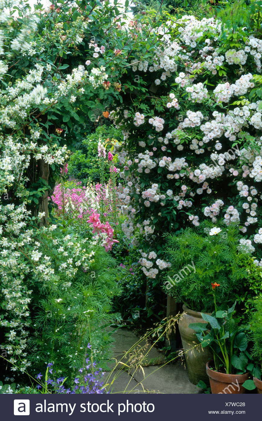 Climbing Rose Arch High Resolution Stock Photography and Images - Alamy