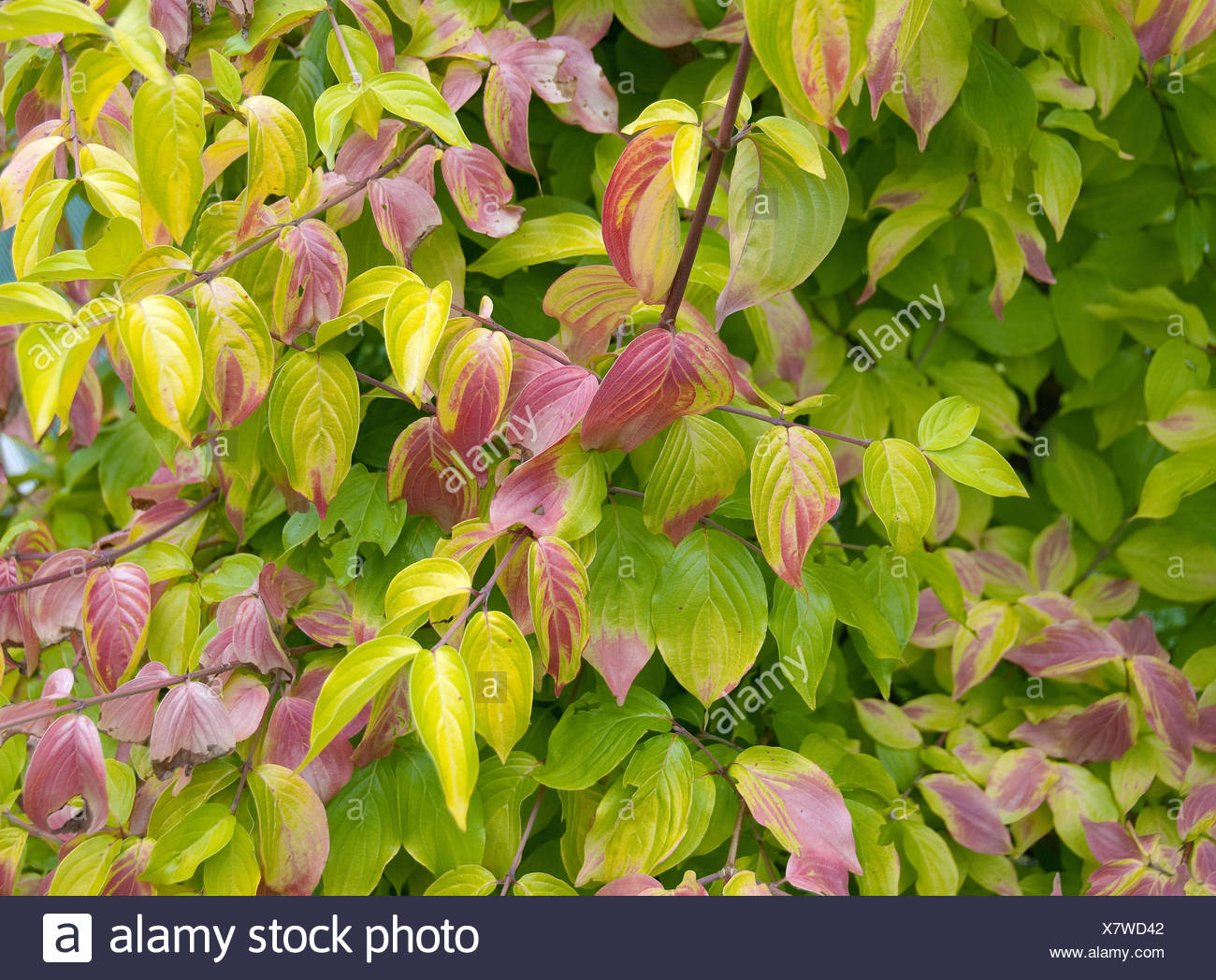 Cornelian Cherry Wood Cornus Mas High Resolution Stock Photography and ...